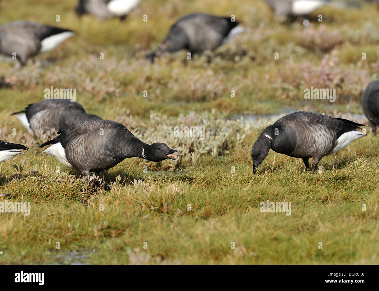 Black geese hi-res stock photography and images - Alamy