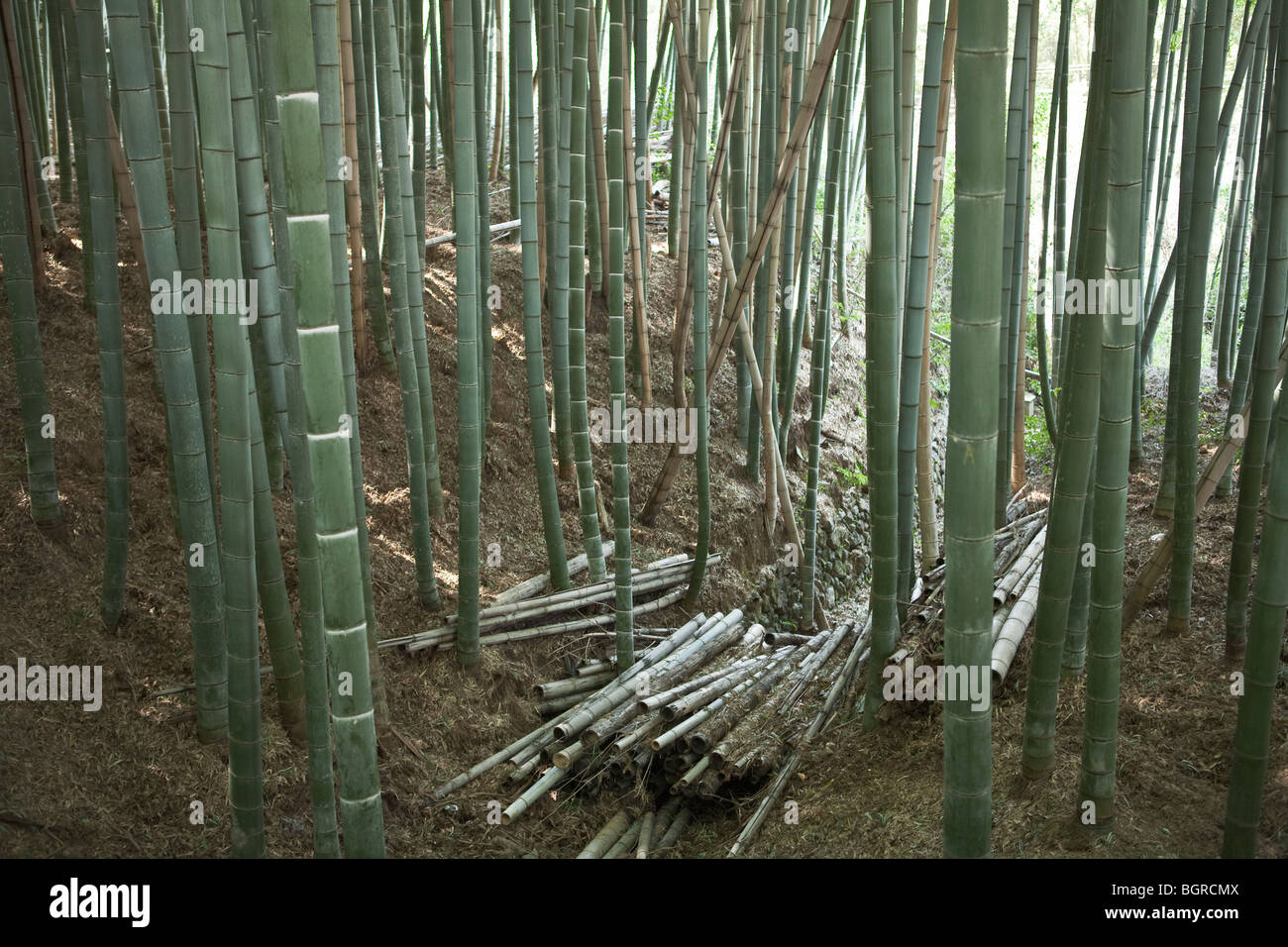 Logging japan forest hi-res stock photography and images - Alamy