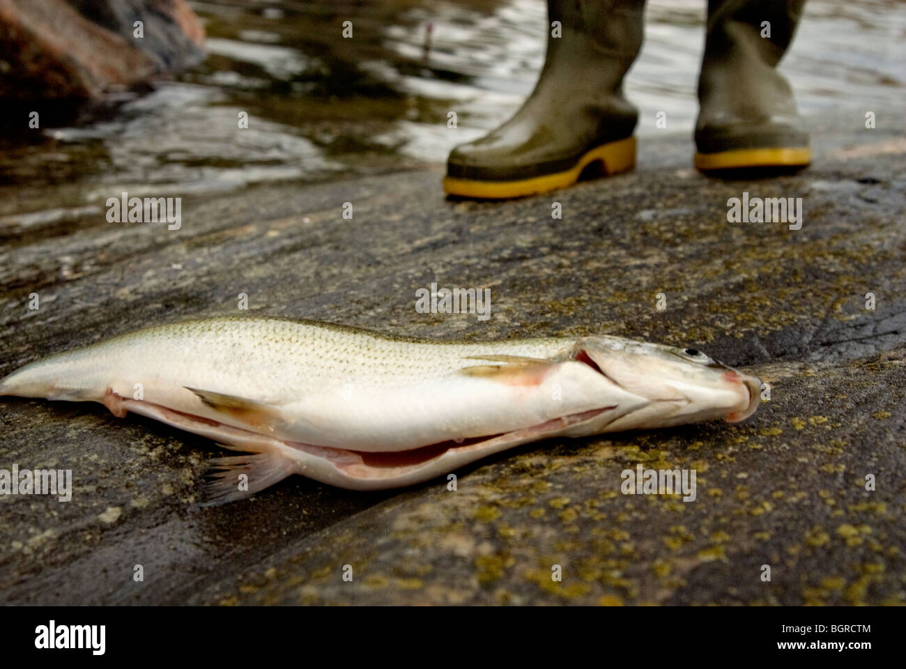 A fish lying on a cliff Stock Photo - Alamy
