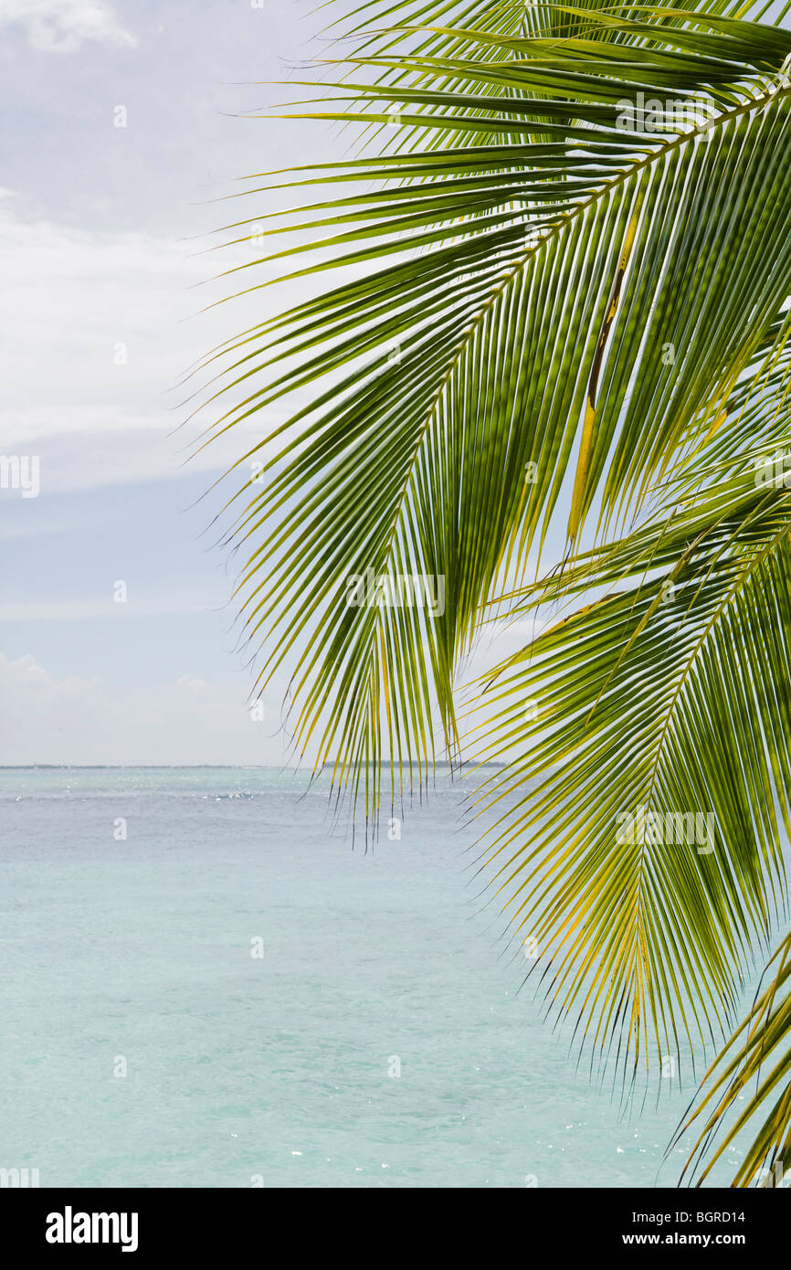 A palm tree by a beach, the Maldives Stock Photo - Alamy