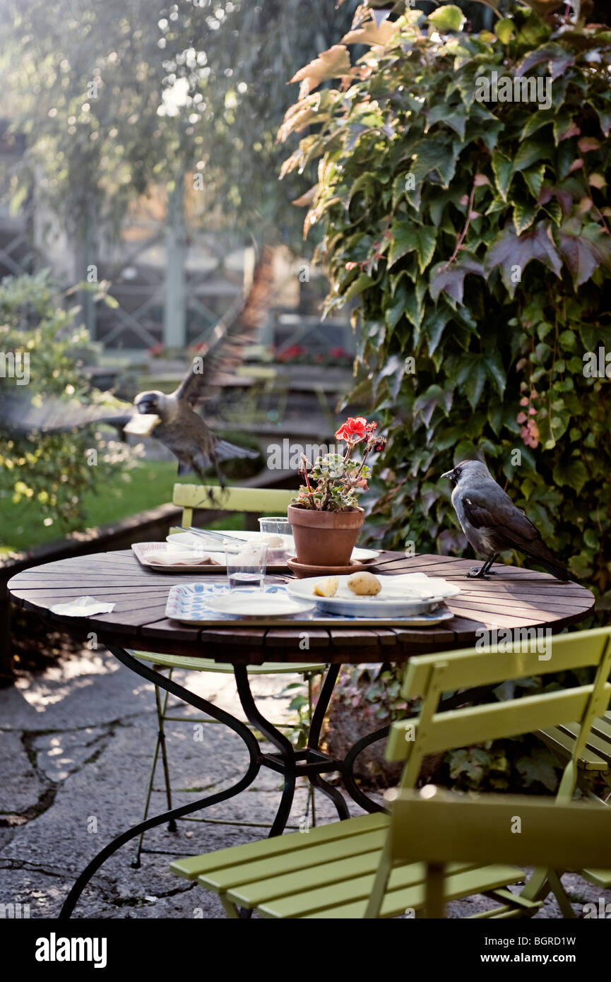 Crows snatching food from a table at a cafe, Sweden Stock Photo - Alamy