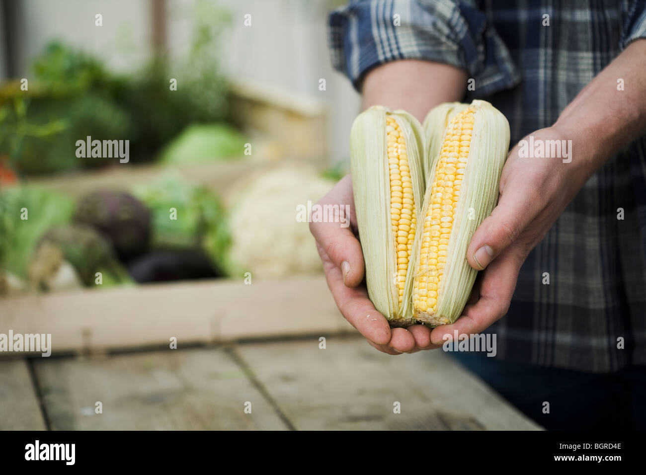 Closeup old man corn harvest hi-res stock photography and images - Alamy