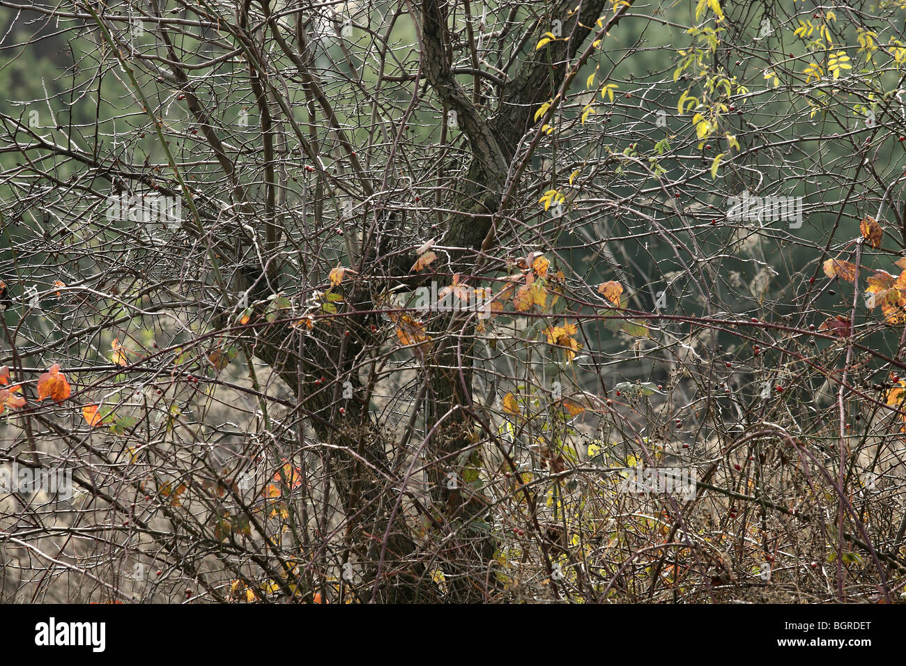 Autumn bush background Stock Photo - Alamy