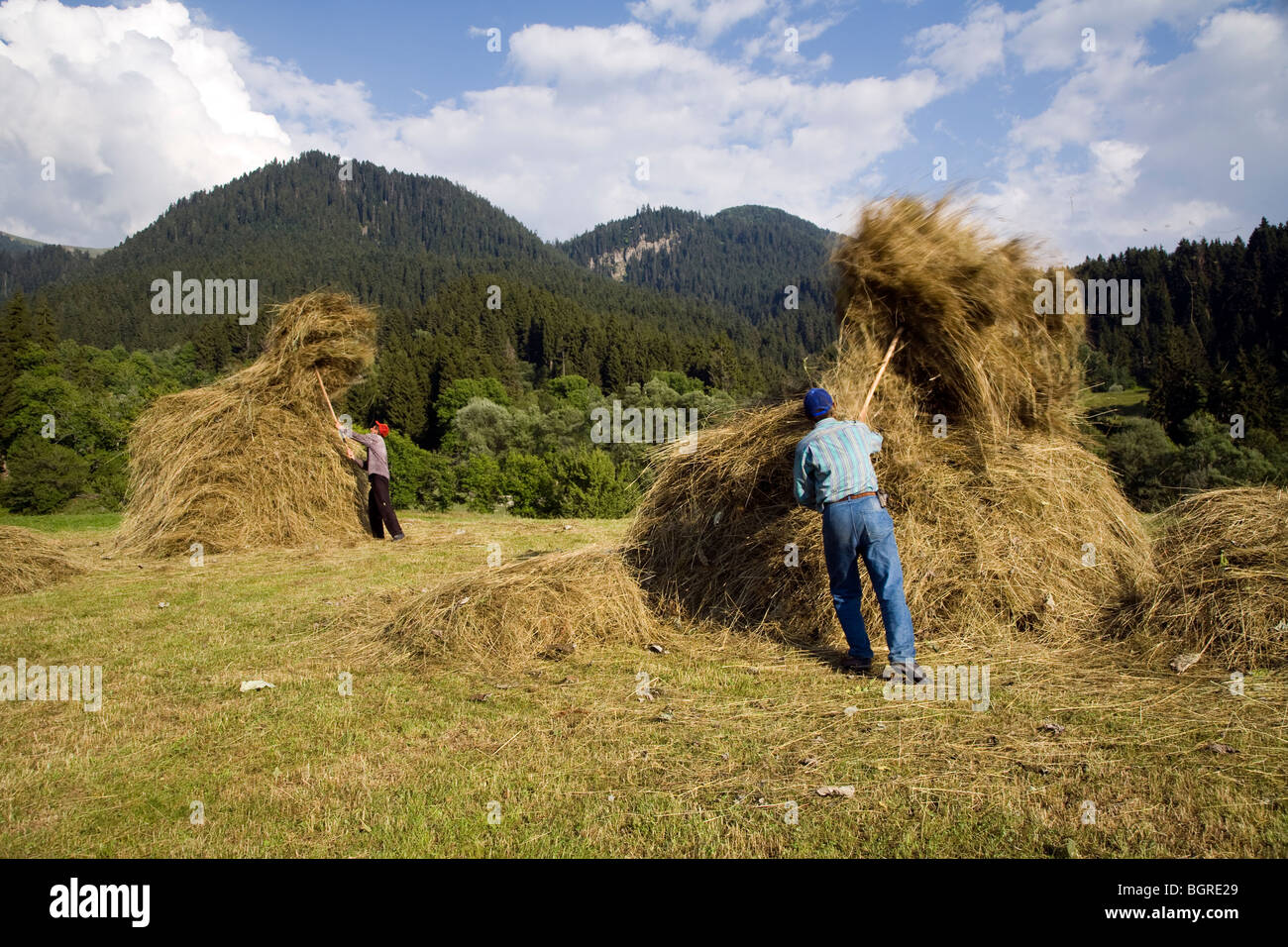 Hay storing for winter, Ardanuc Artvin Turkey Stock Photo - Alamy