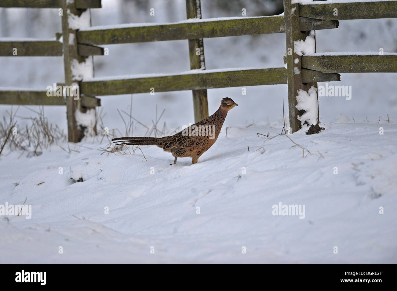 Hen pheasant hi-res stock photography and images - Alamy