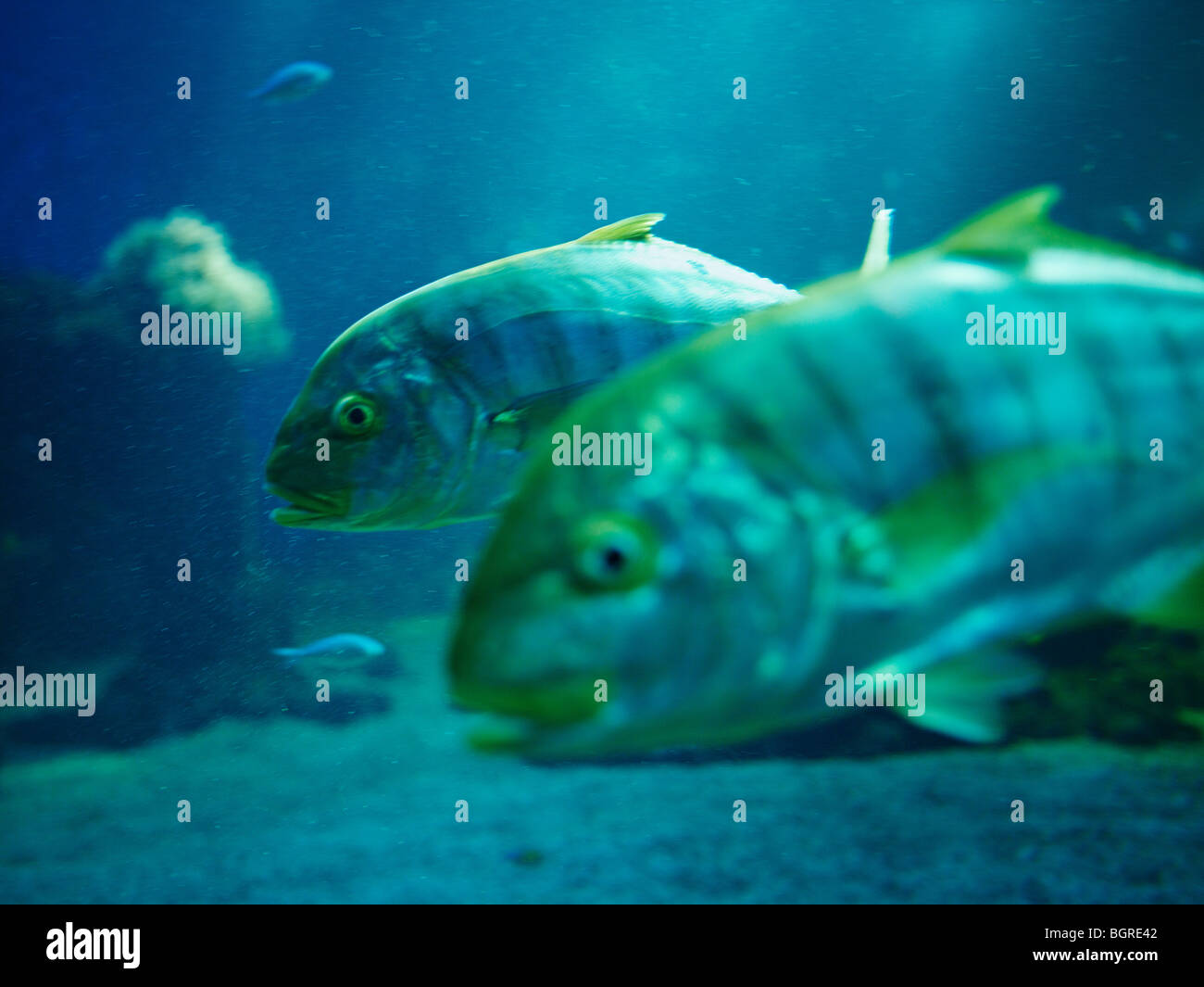 Two fishes swimming Stock Photo - Alamy