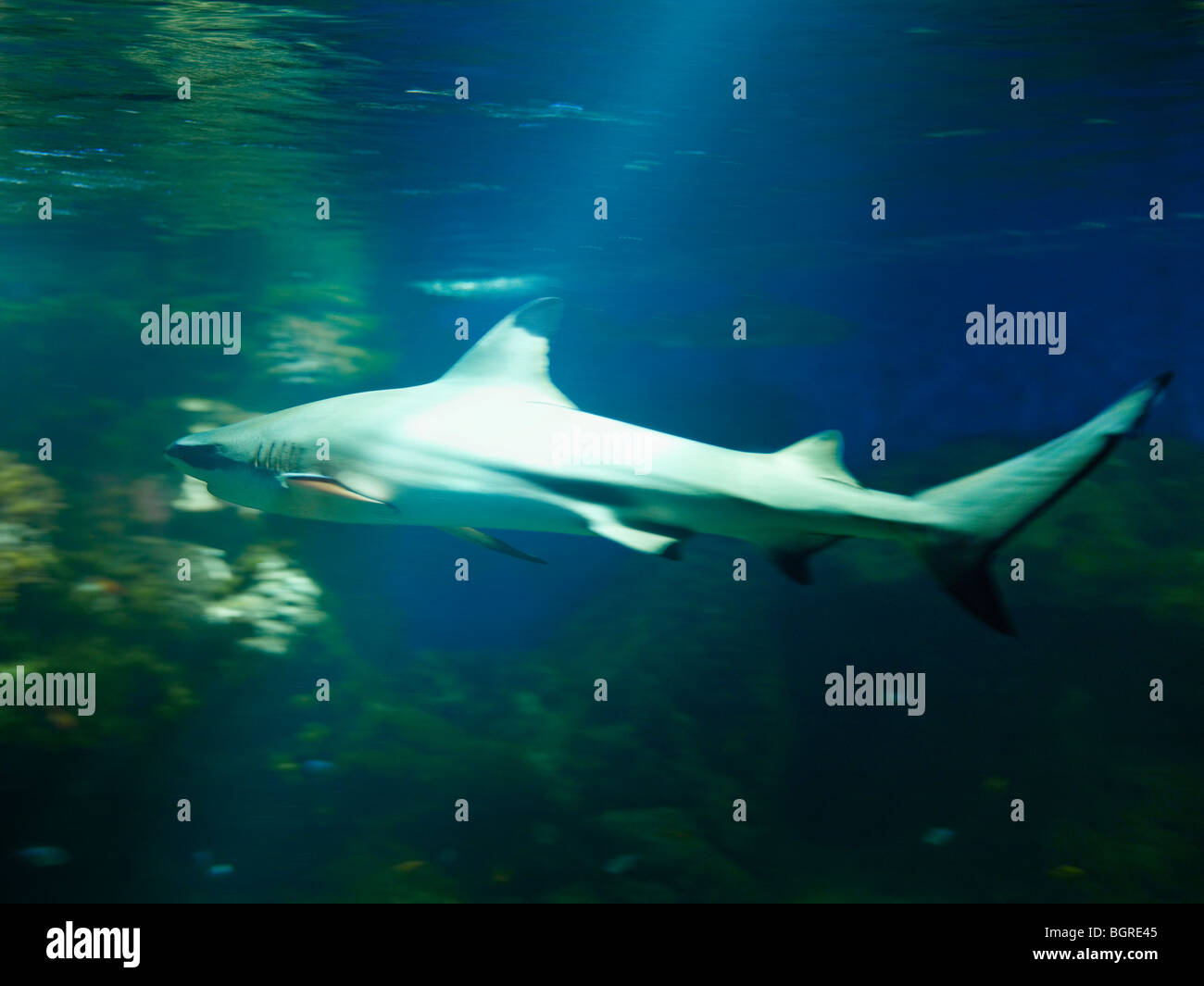 Shark movement hi-res stock photography and images - Alamy