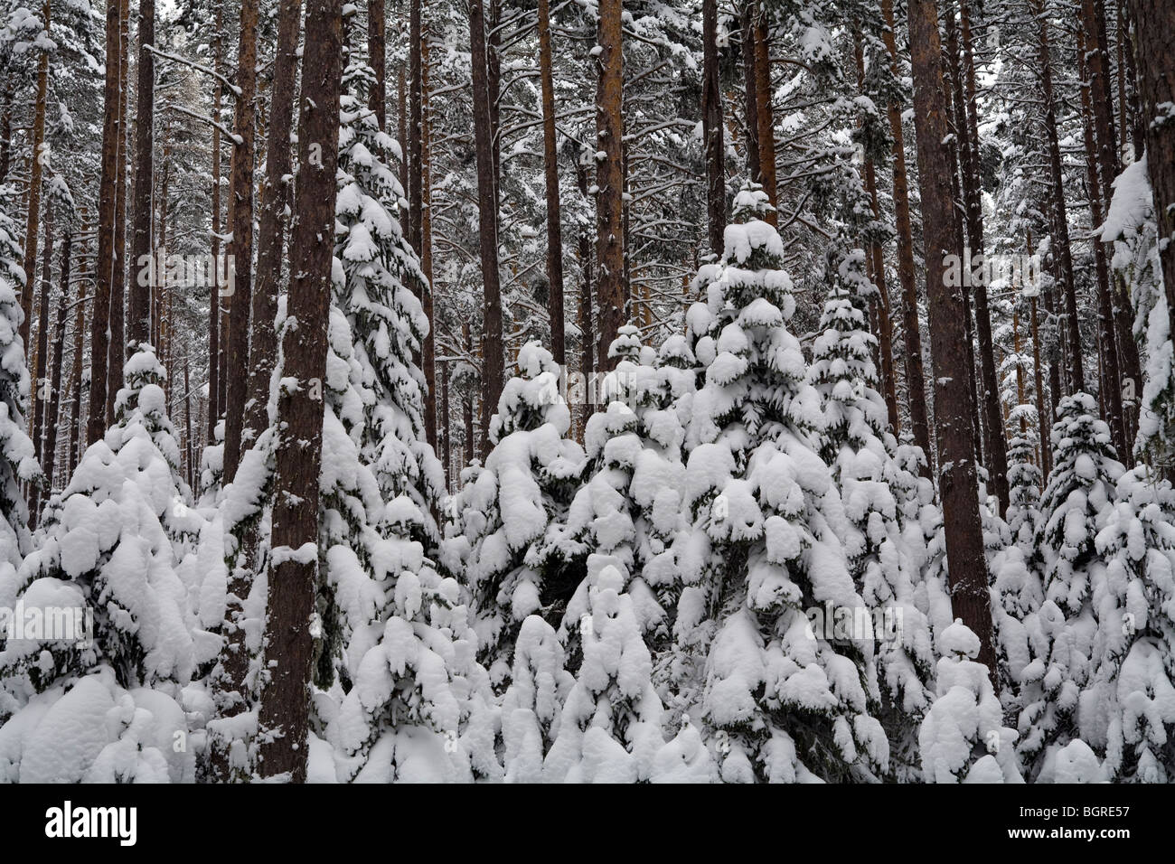 Snow covered pine forest of Aladag Mountain Bolu Turkey Stock Photo - Alamy