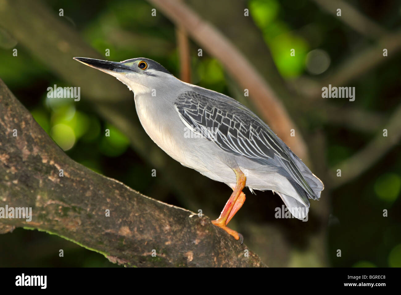 Striated Heron, Butorides striata Stock Photo - Alamy