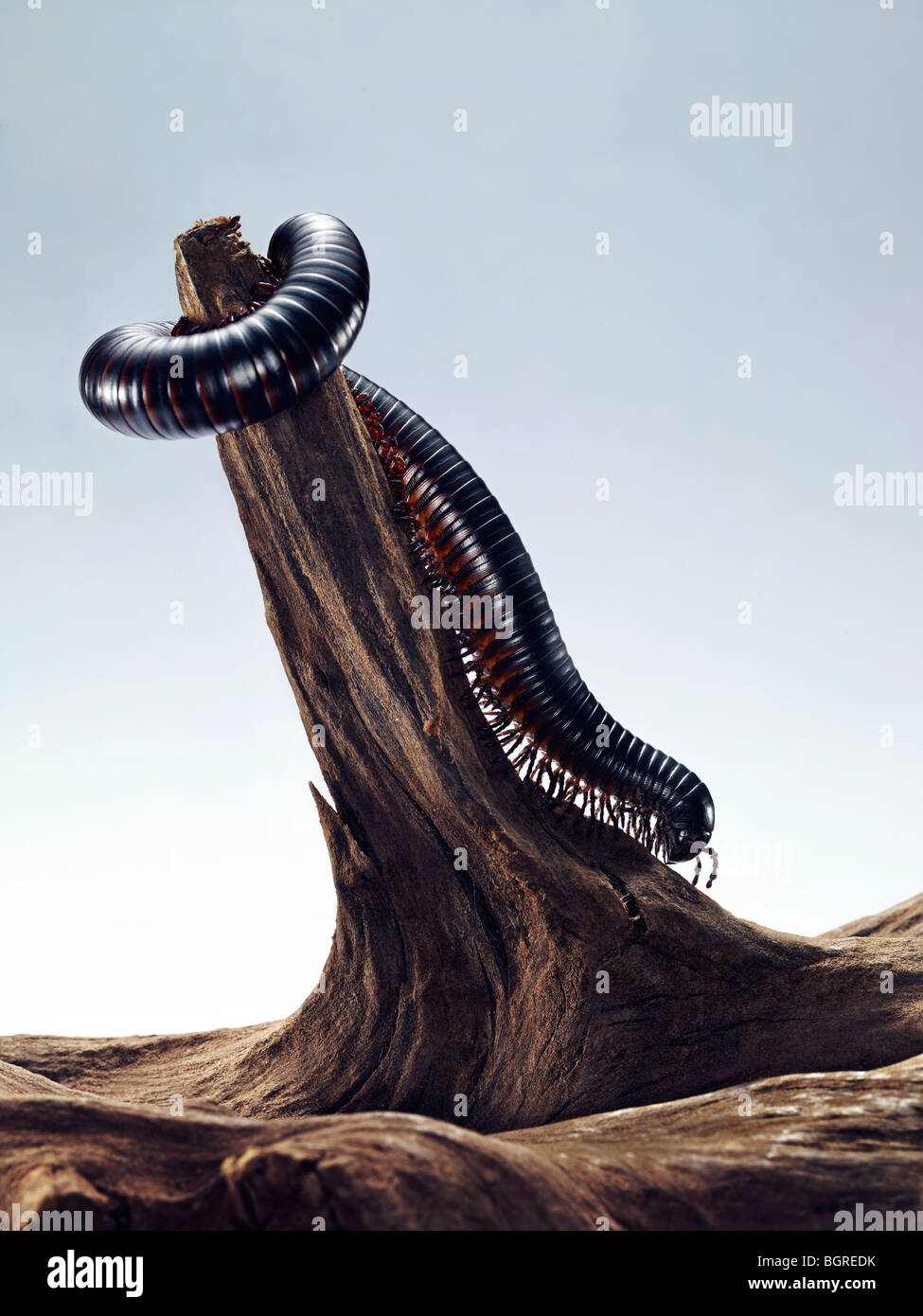 The human centipede hi-res stock photography and images - Alamy