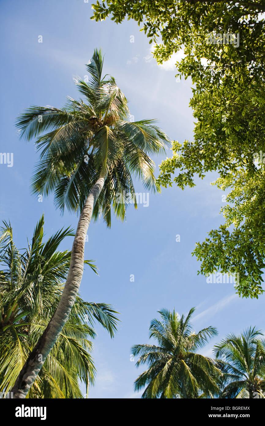 Palm trees against a blue sky, the Maldives Stock Photo - Alamy