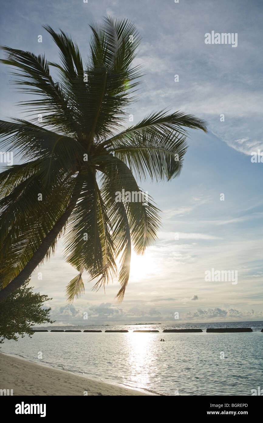 A palm tree by a beach, the Maldives Stock Photo - Alamy