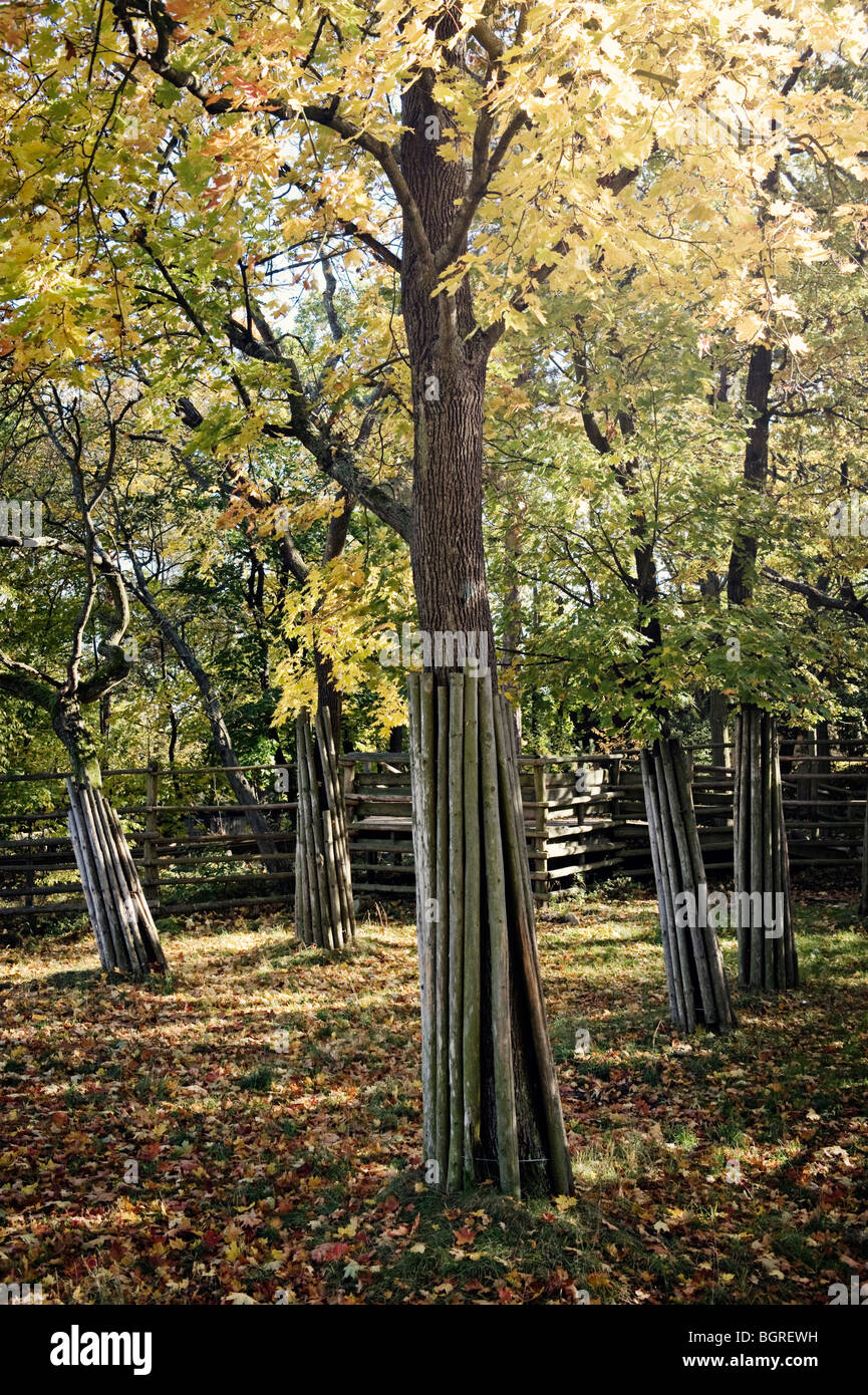 Shield of trees hi-res stock photography and images - Alamy