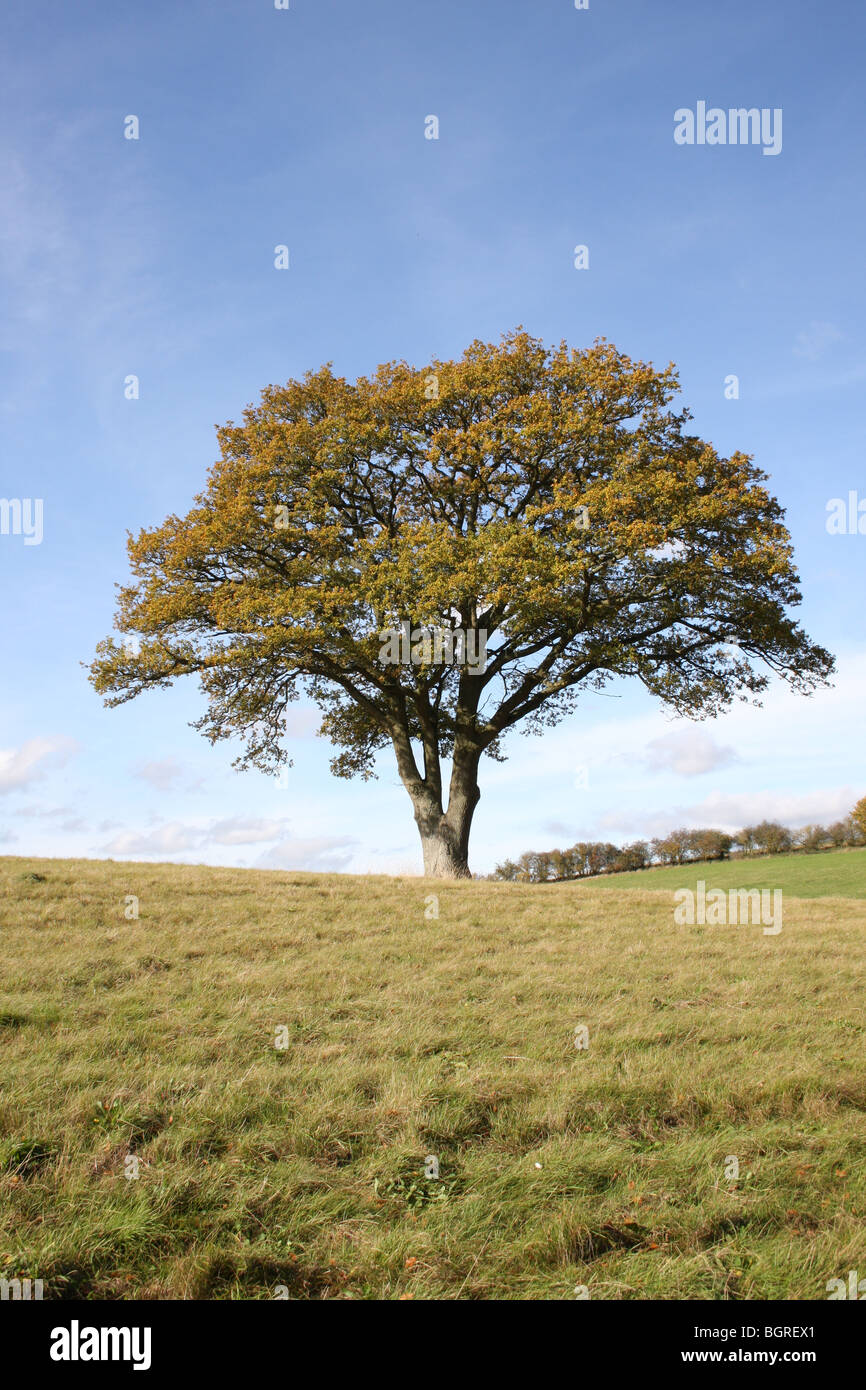 A beautiful Oak tree stood alone, with its trees turning to autumn ...