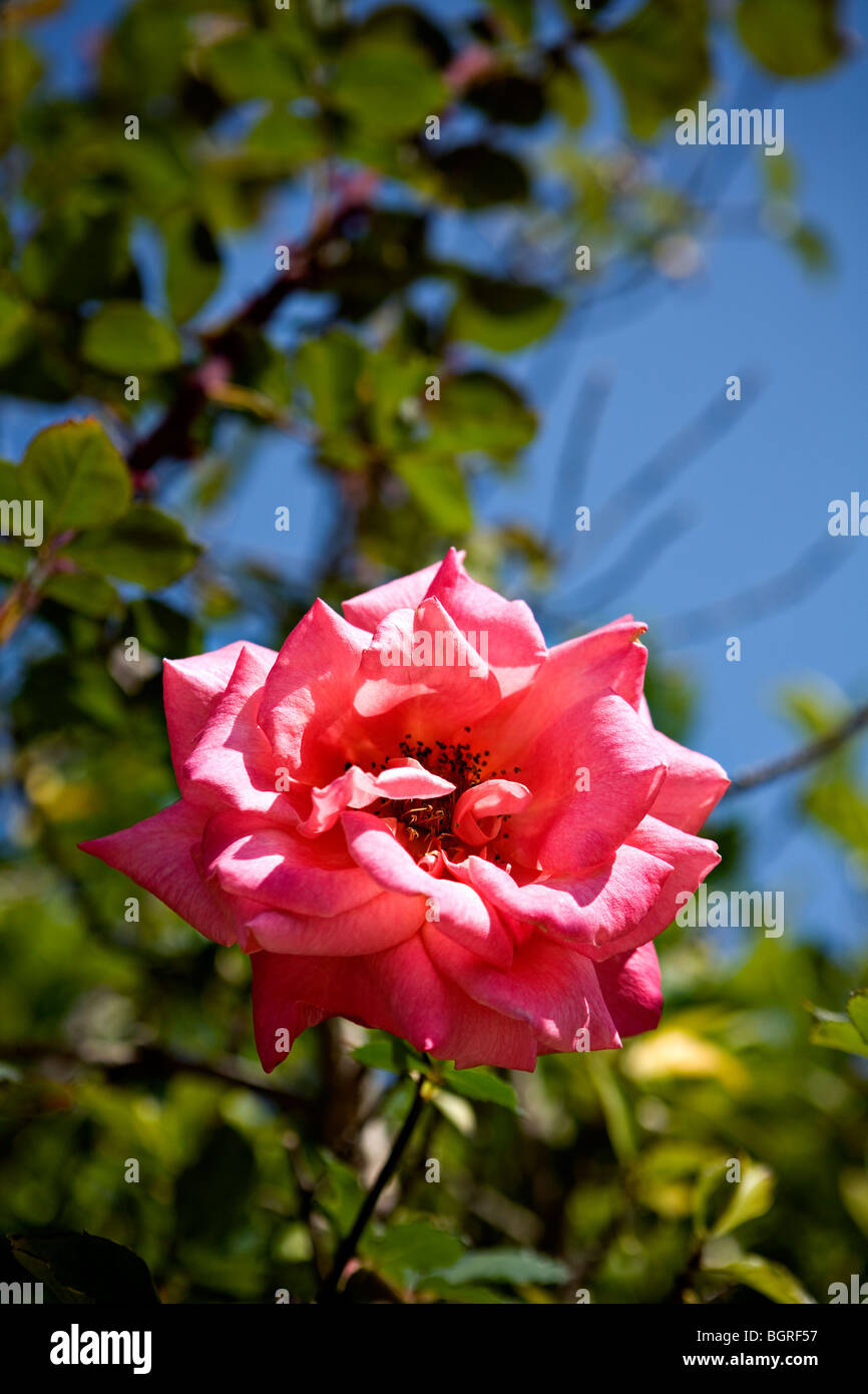 A red rose, Mallorca Stock Photo - Alamy
