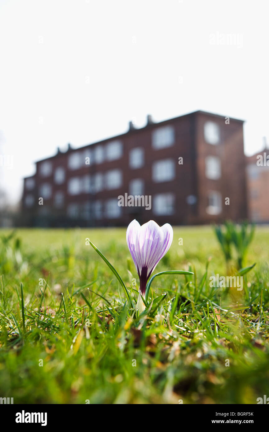 Spring flower crocus grows hi-res stock photography and images - Alamy