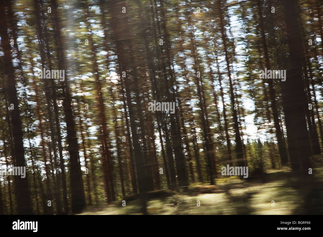 A blurred forest, Sweden Stock Photo - Alamy