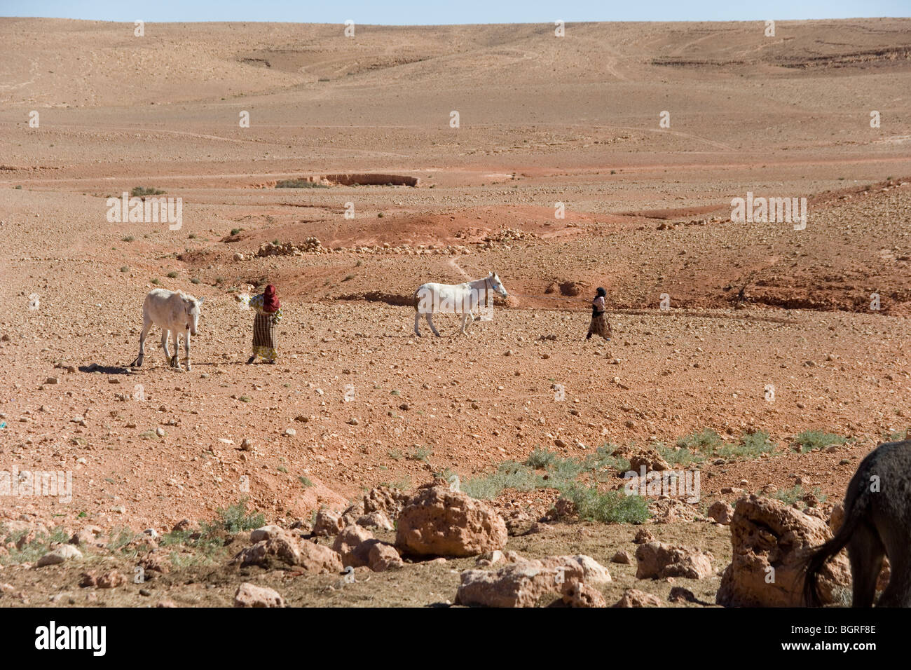 Morocco sahara desert horse hi-res stock photography and images - Alamy