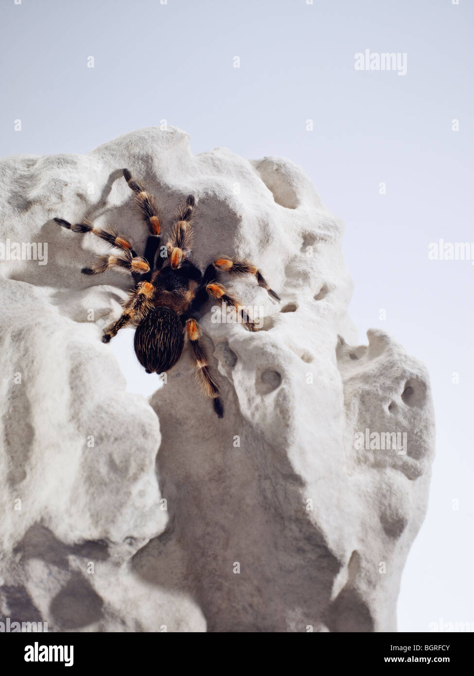 Stone spider hi-res stock photography and images - Alamy