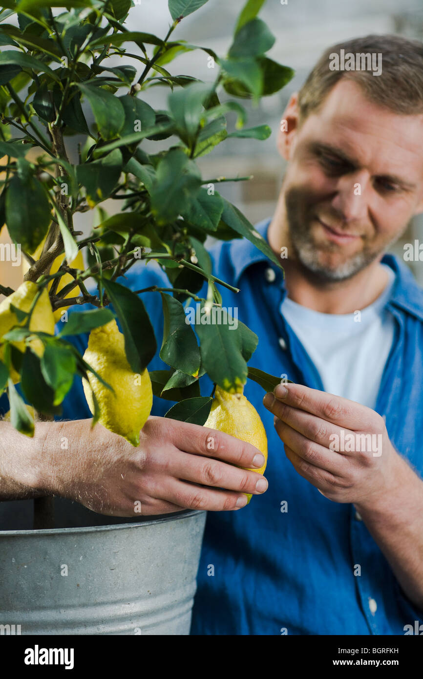 Lemon trees in pots hi-res stock photography and images - Alamy