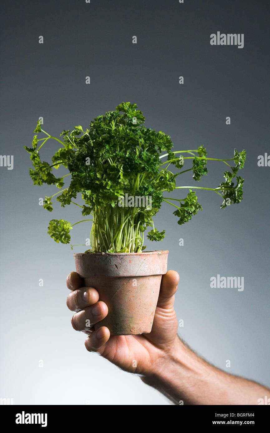 Man holding a pot of parsley Stock Photo - Alamy