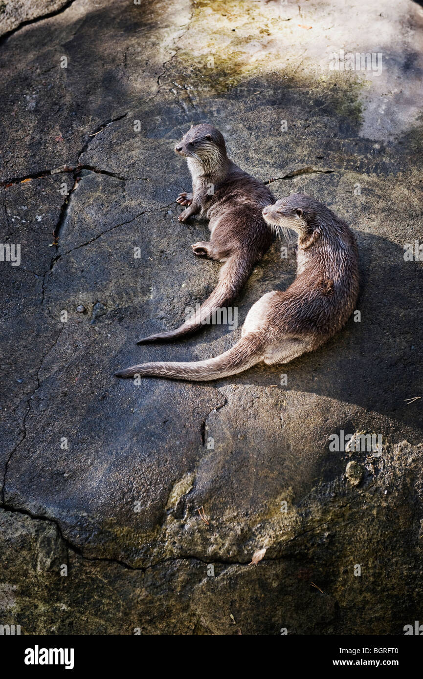 Otters bathing hi-res stock photography and images - Alamy