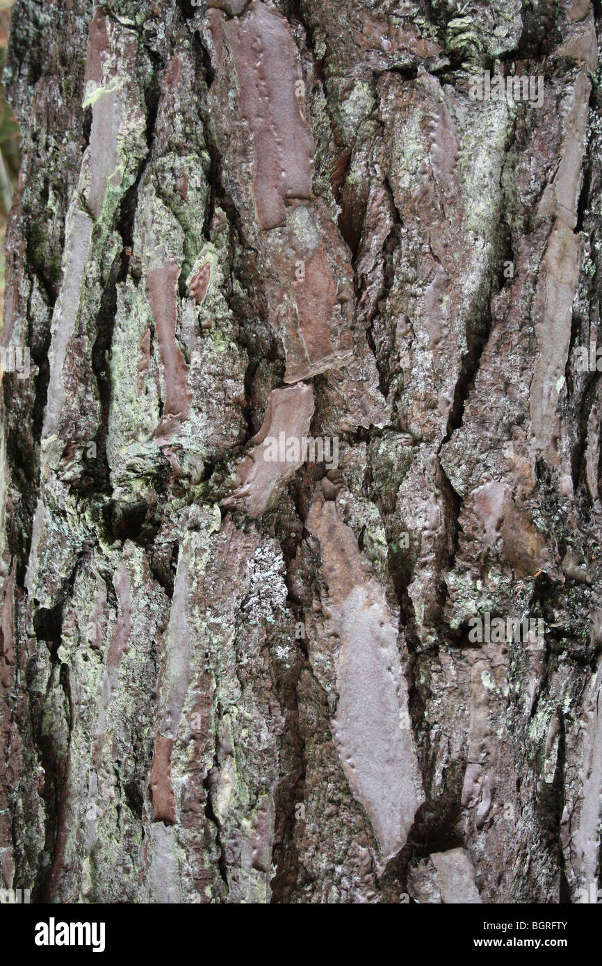 Betula High Resolution Stock Photography and Images - Alamy