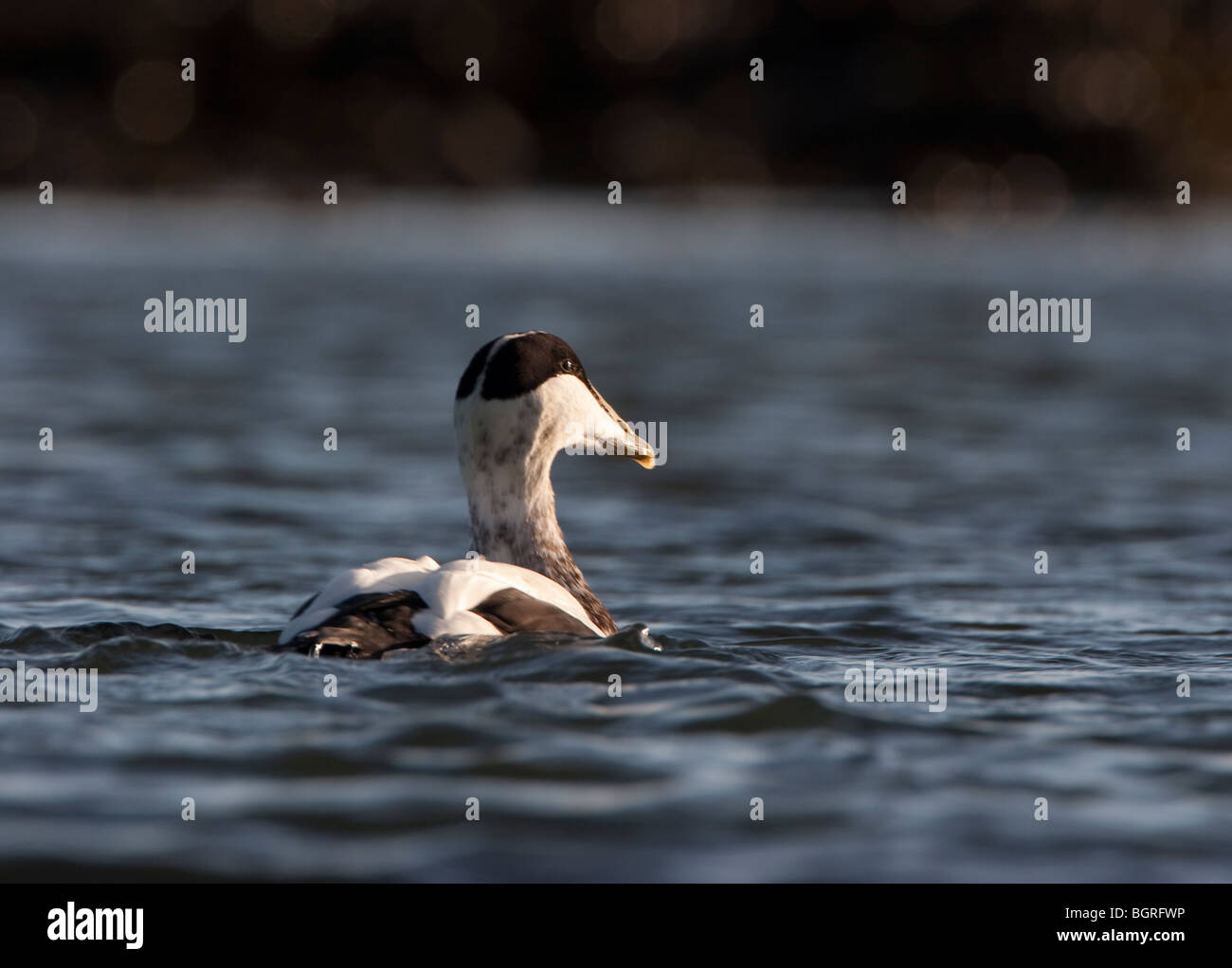 Male eider duck hi-res stock photography and images - Alamy
