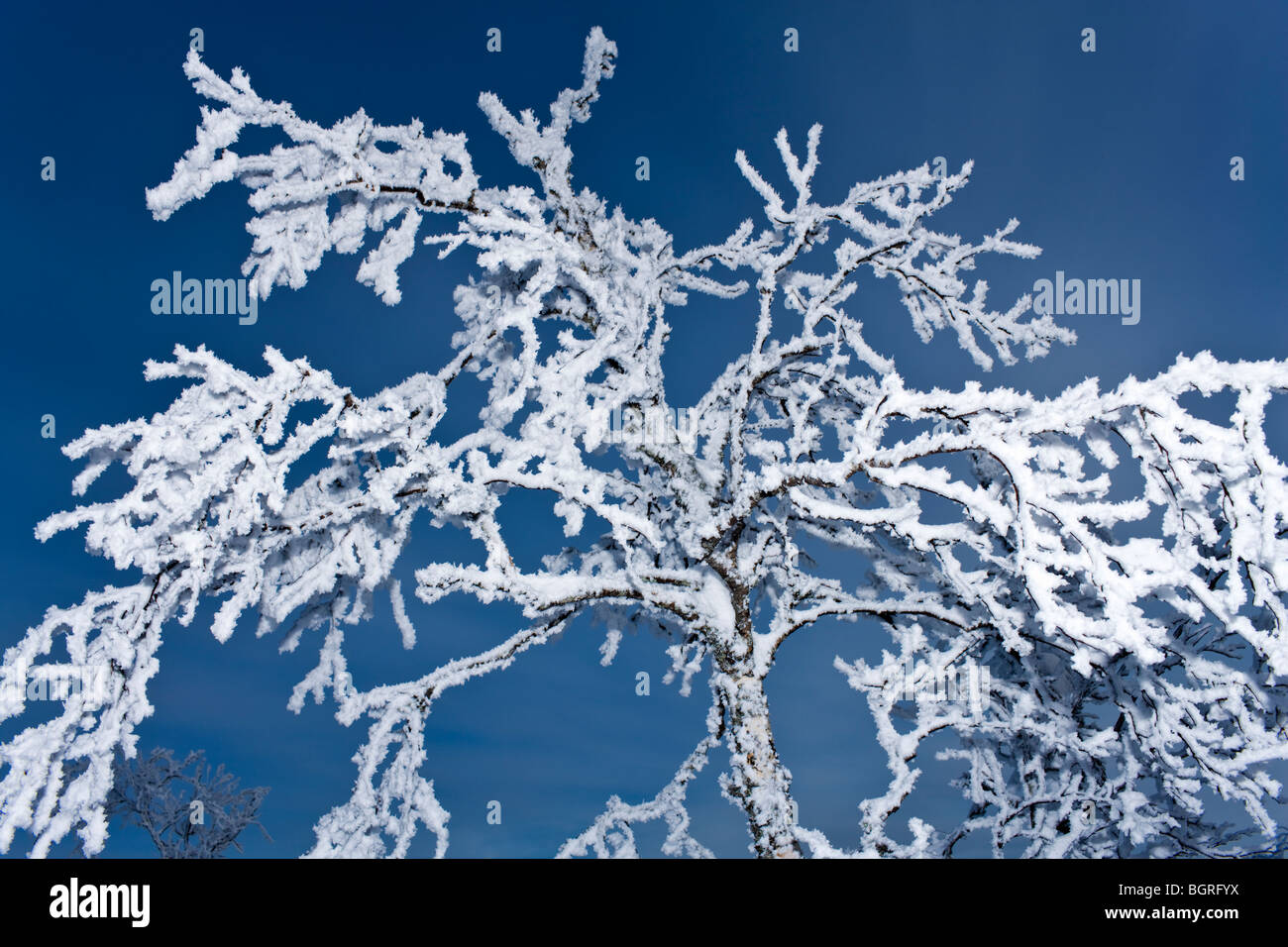 Crown of the tree hi-res stock photography and images - Alamy