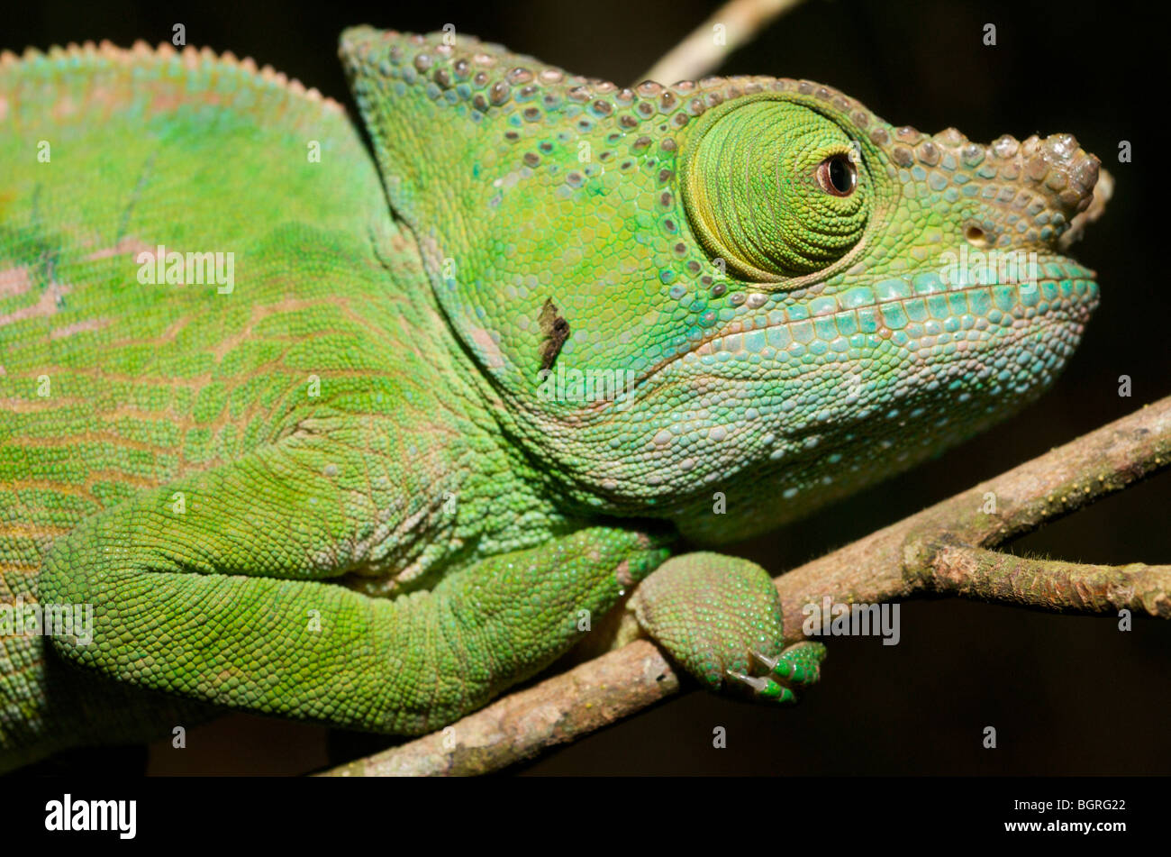portrait of Parson's chameleon Stock Photo - Alamy