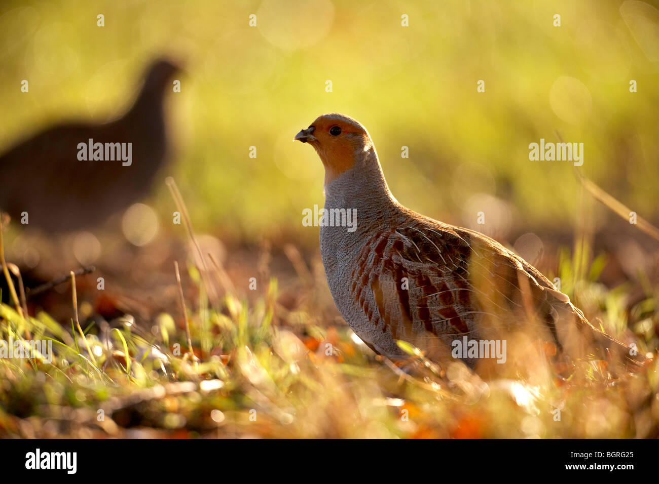 Grey Partridge, Perdix perdix pair Stock Photo - Alamy