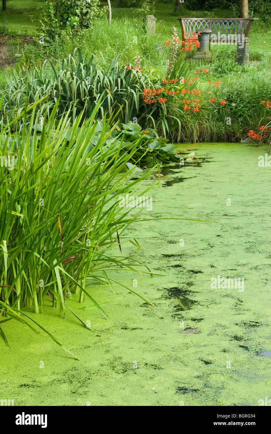Wooden Bench Seat Overlooking Pond Covered with Common Duckweed Lemna ...