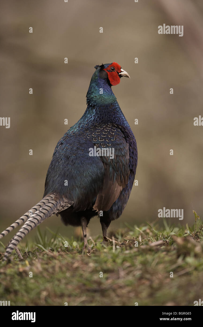 Dark purple blue black Pheasant, Phasianus colchicus Stock Photo - Alamy