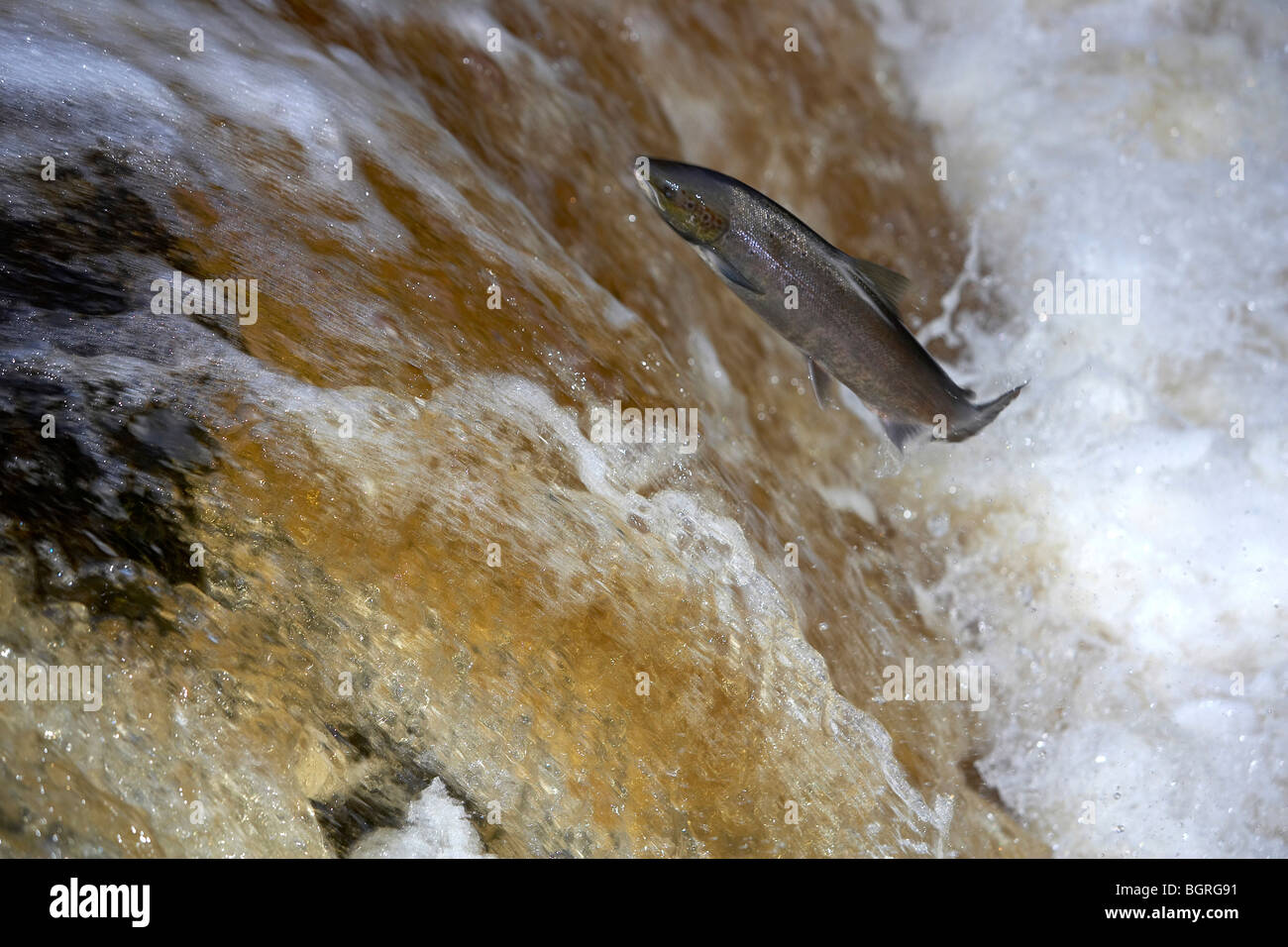 Wild Atlantic Salmon, Salmo salar leaping up a waterfall on the River ...