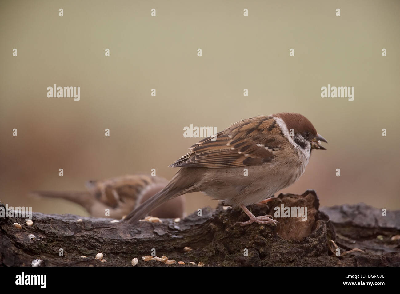 Tree sparrow, Passer montanus Stock Photo - Alamy
