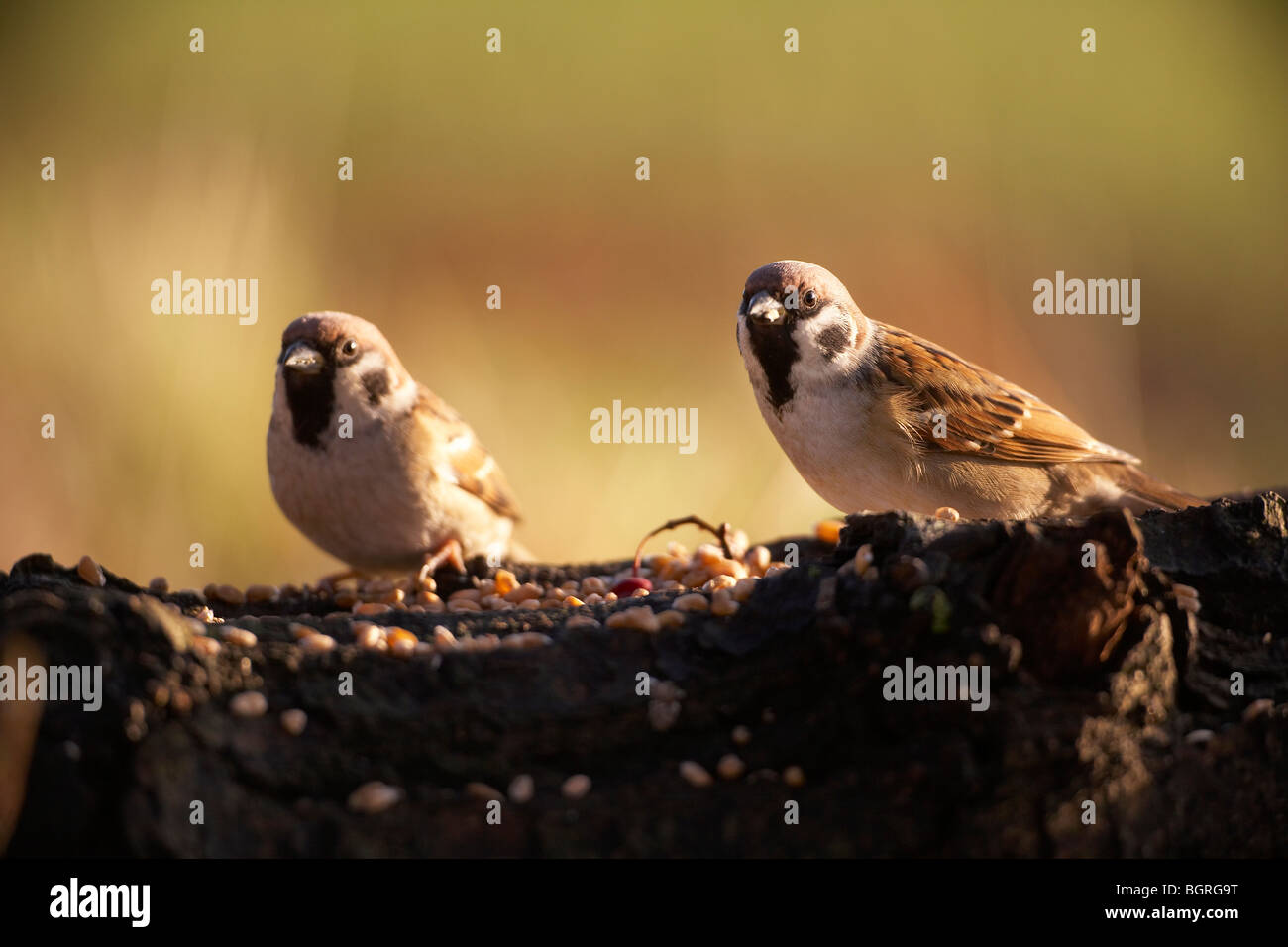 Tree sparrow, Passer montanus Stock Photo - Alamy