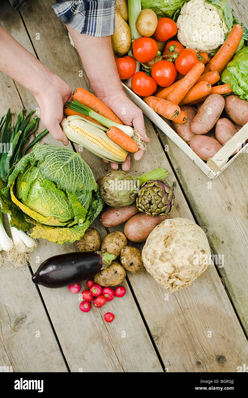 A lot of different vegetables Stock Photo - Alamy