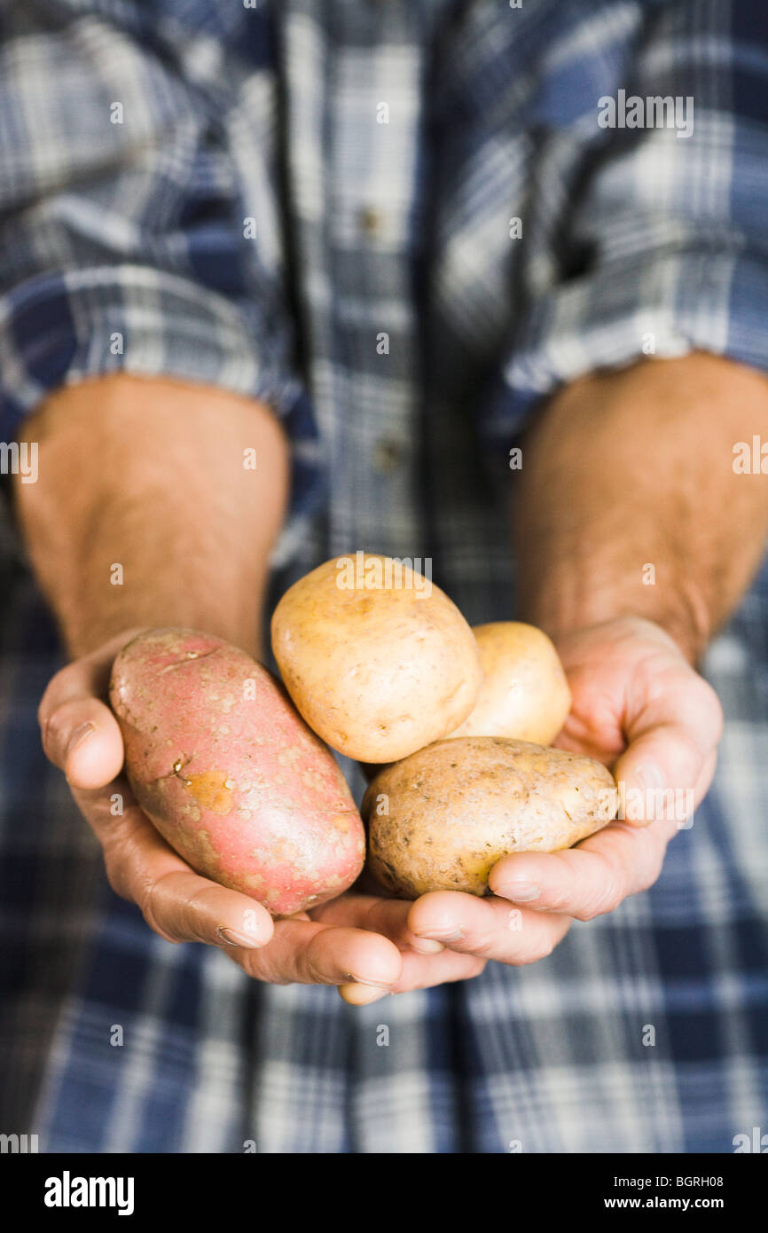 Man holding potatoes Stock Photo - Alamy