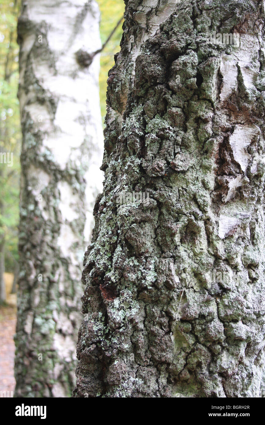 Silver Birch Betula Pendula Trees Stock Photos & Silver Birch Betula ...