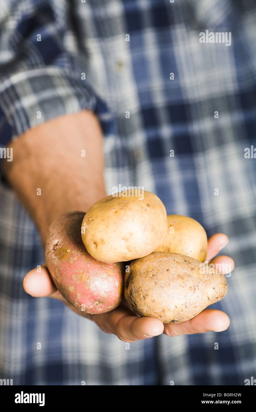 Man holding potatoes Stock Photo - Alamy