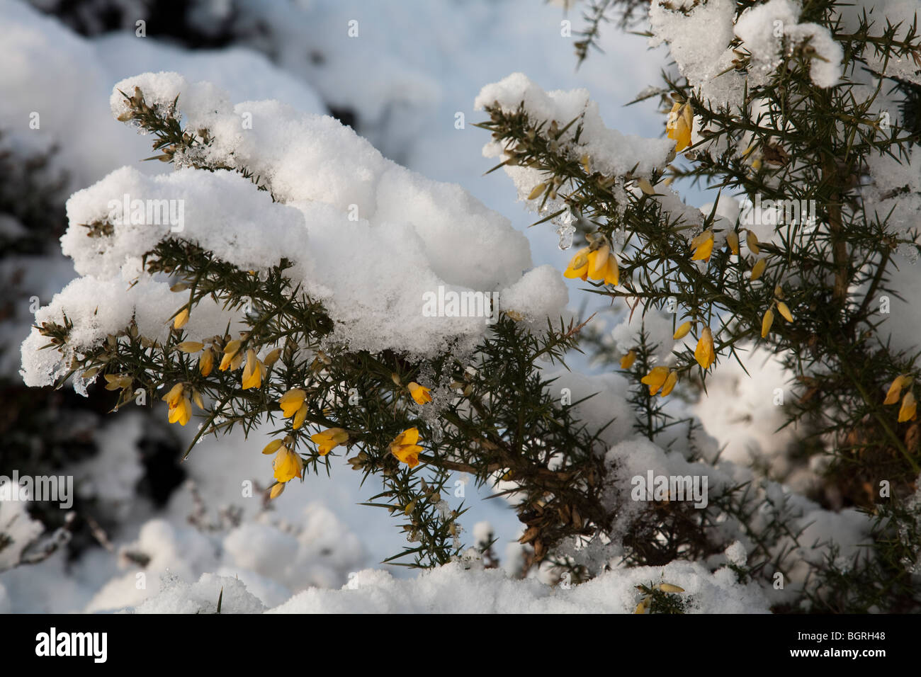 Gorse bush at Lawrencefield quarry between Bakewell and Sheffield in ...