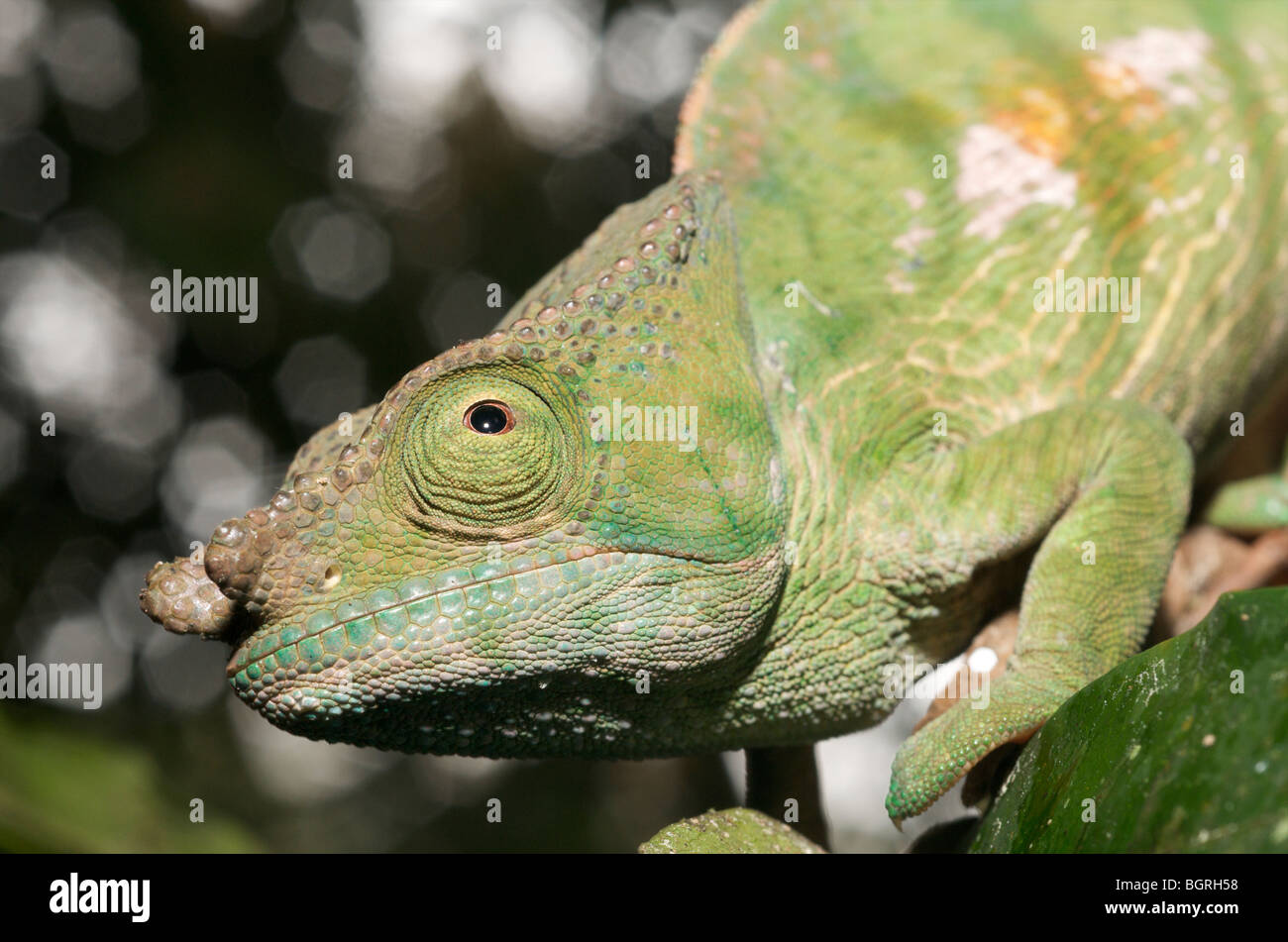 portrait of Parson's chameleon Stock Photo - Alamy