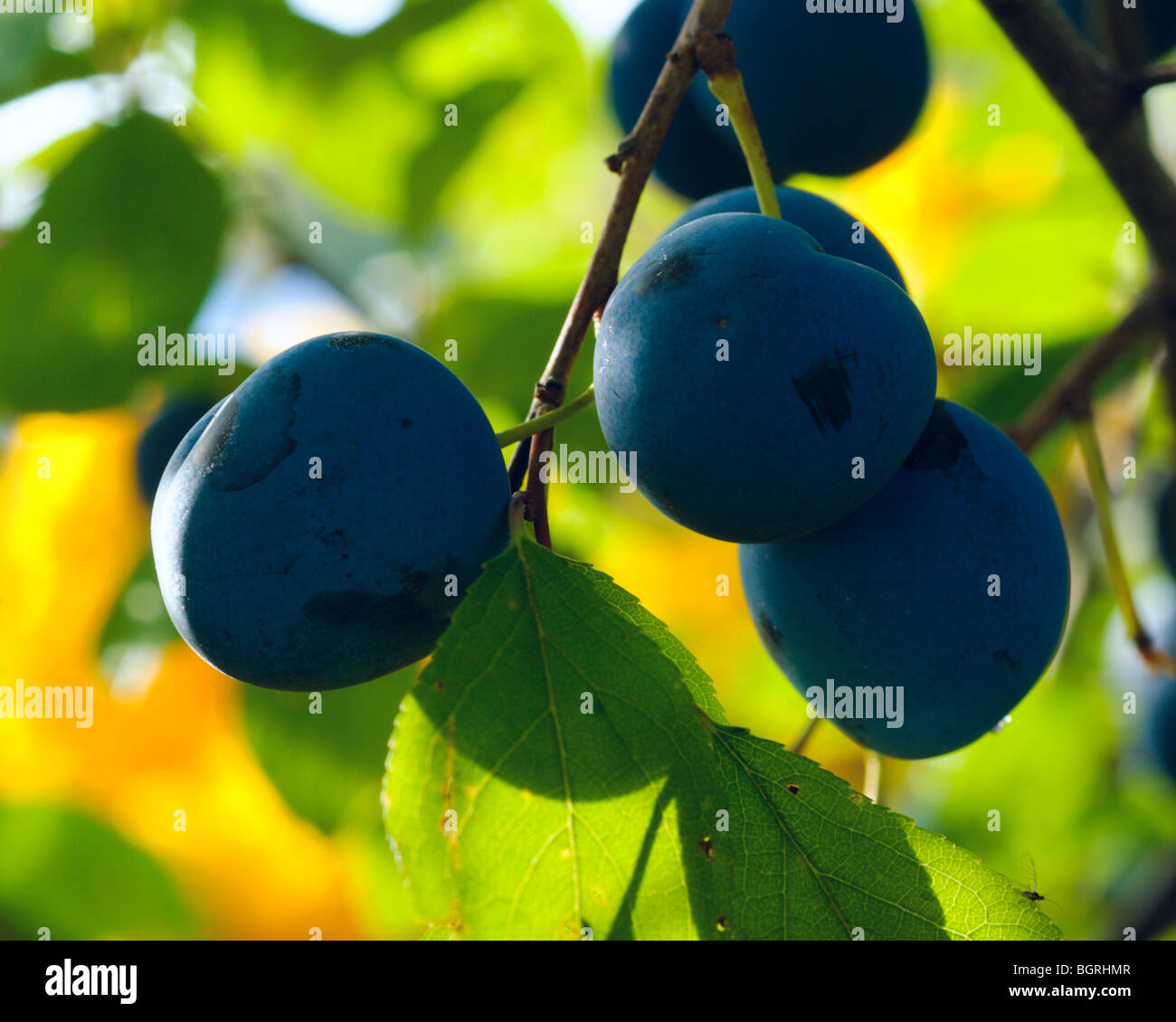 Plum tree autumn hi-res stock photography and images - Alamy