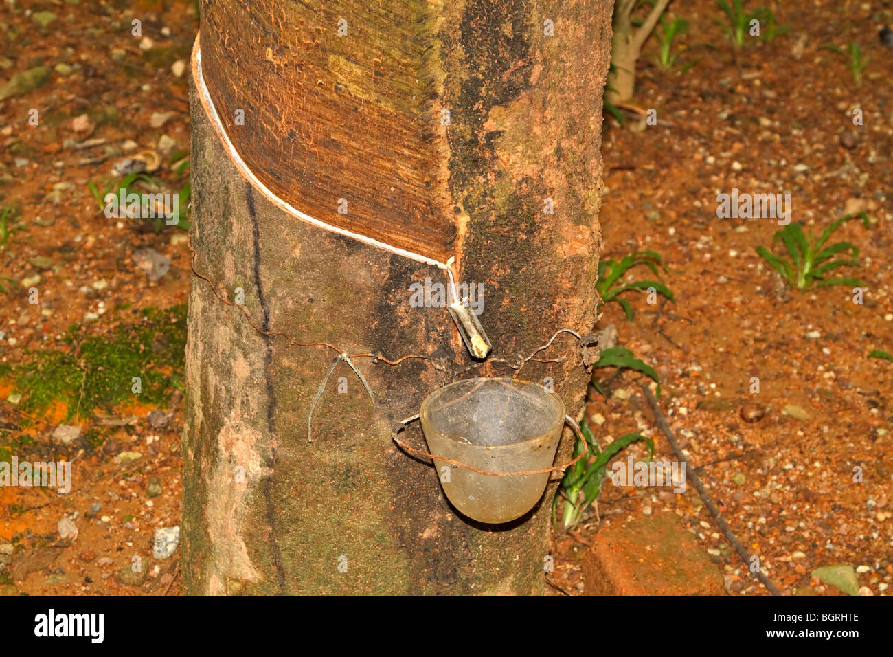 Rubber tree being tapped for latex Stock Photo - Alamy