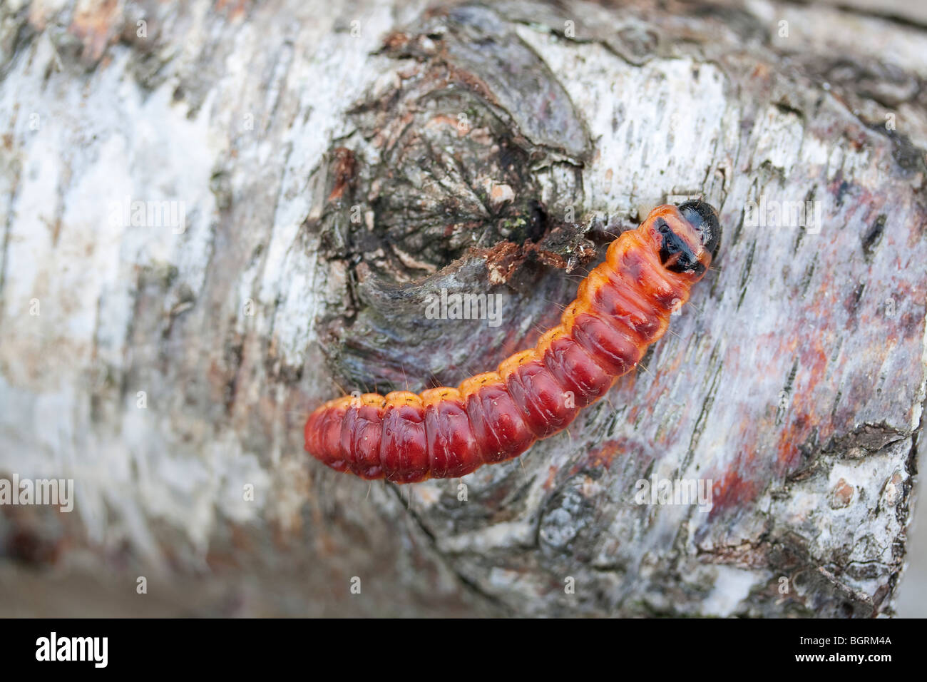 Goat moth (Cossus cossus) caterpillar on birch log Stock Photo - Alamy