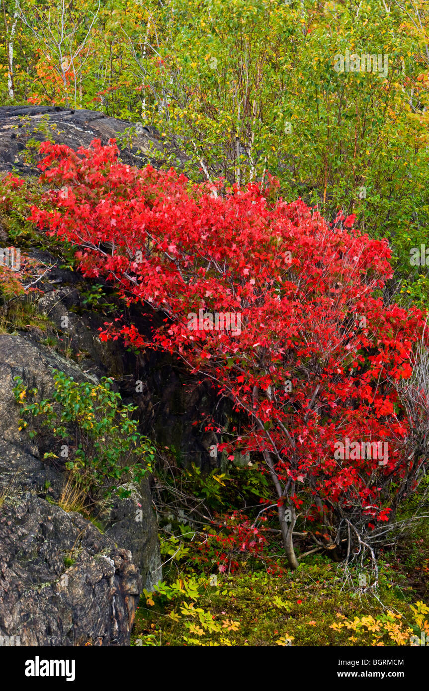 Red maple (Acer rubrum), (Acer rubra) Autumn tree near rock cut ...