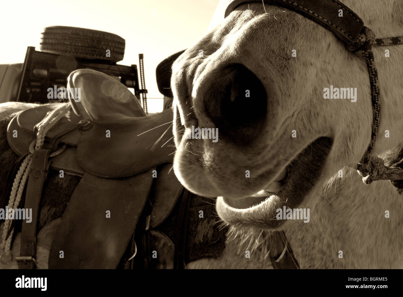 Cowboys talking hi-res stock photography and images - Alamy