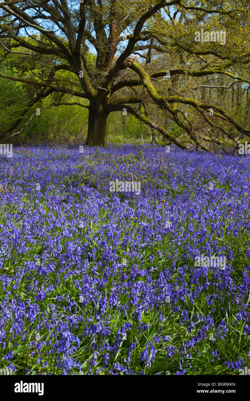 Bluebells oak tree hi-res stock photography and images - Alamy