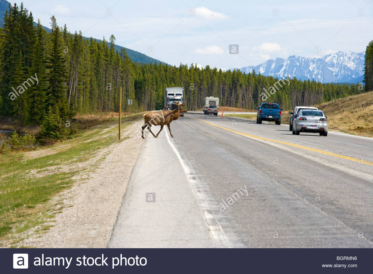 Elk Crossing Road With Traffic Stock Photos & Elk Crossing Road With ...