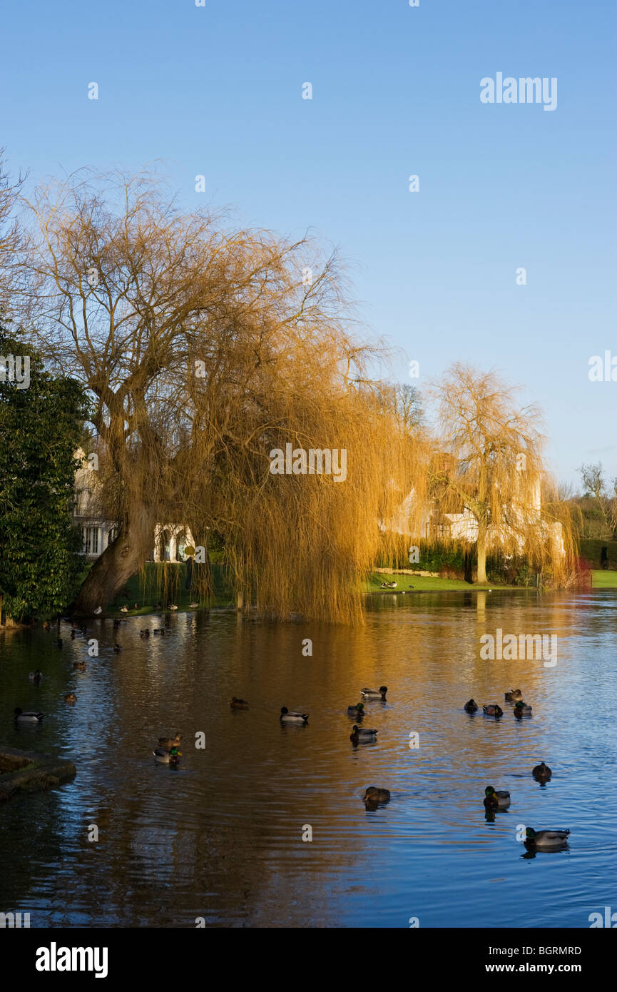 Weeping Willow trees by the River Thames in Winter light at Medmenham ...